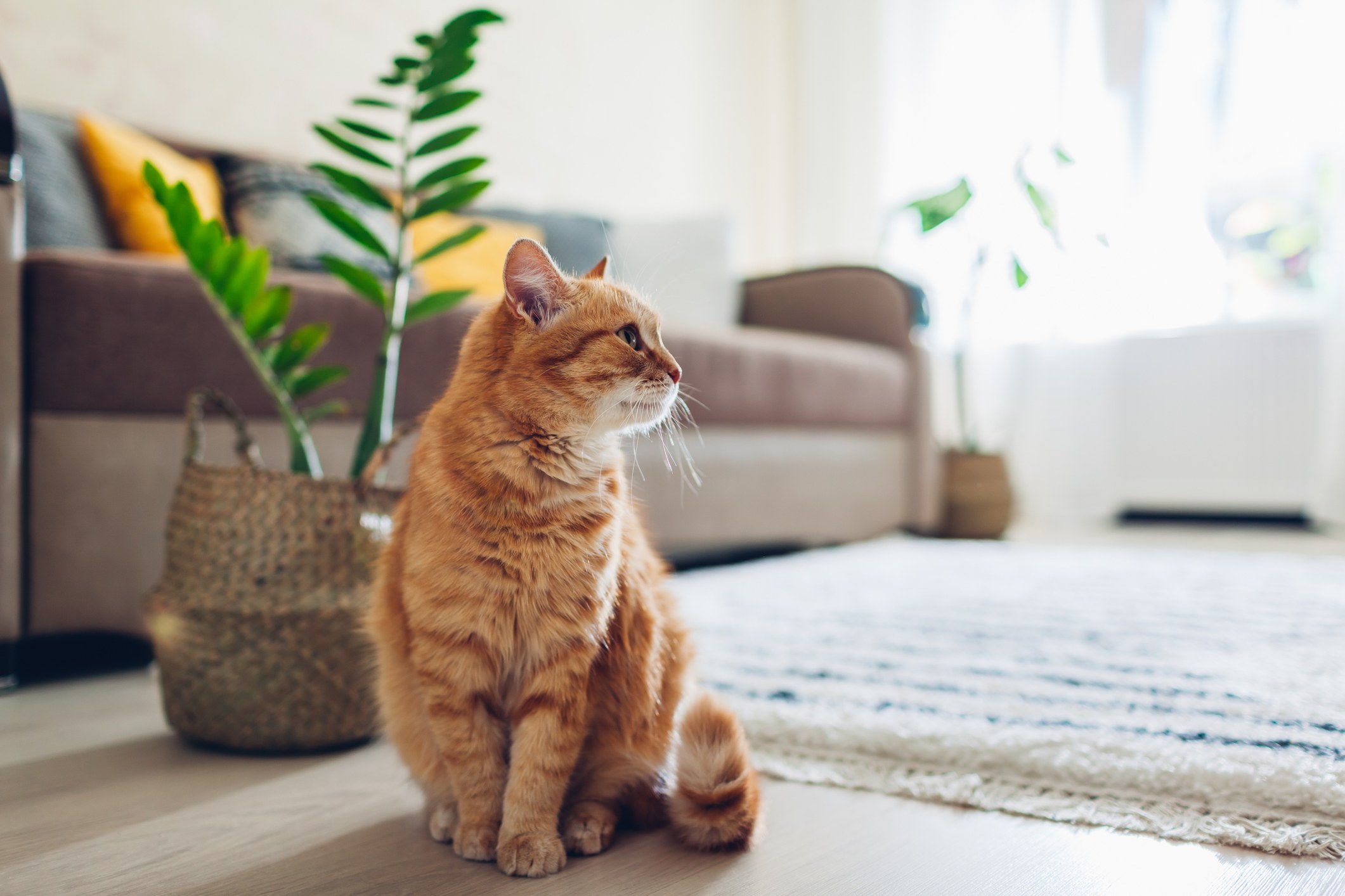 How to Introduce Cats and Kittens | ARM & HAMMER™ Cat Litter
